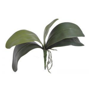 Frunze orhidee + radacina 8030 | Celoplast