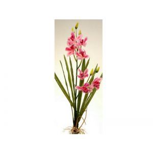 8015 Orhidee color+radacina | Celoplast